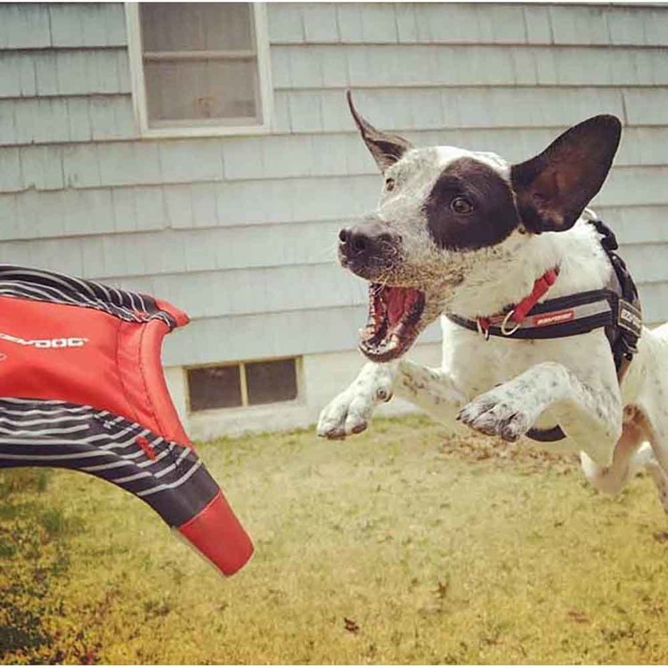 コンパクトに折り畳めるフリスビー。コンパクトに4つに折ってポケットに入れて気軽に持ち運べるフリスビー。4つ足で立つので、地面に落ちた際に隙間ができ拾いやすい。 ●商品サイズ（cm）幅約35×奥行約35×高さ約3 ●商品重量約0.11kg ●...