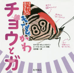 ■ISBN:9784759819564★日時指定・銀行振込をお受けできない商品になりますタイトル【新品】【本】きもかわチョウとガ　ロナルド・オレンスタイン/〔著〕　トーマス・マレント/写真　北村雄一/訳フリガナキモカワ　チヨウ　ト　ガ　ケツ...