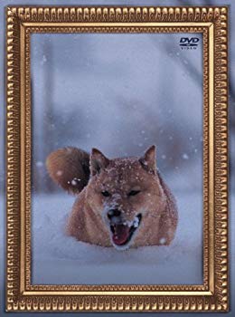 【中古品】レオナルド犬プリオ(初回生産限定盤) [DVD]【メーカー名】KRE【メーカー型番】【ブランド名】Ki/oon Sony キューン ソニー【商品説明】レオナルド犬プリオ(初回生産限定盤) [DVD]当店では初期不良に限り、商品到着...