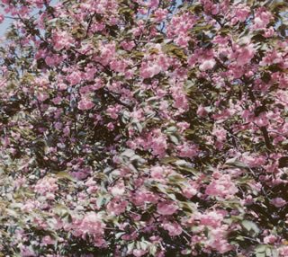 未使用、未開封品ですが弊社で一般の方から買取しました中古品です。一点物で売り切れ終了です。(中古品)恋愛集【メーカー名】BMG JAPAN【メーカー型番】【ブランド名】Ariola Japan【商品説明】恋愛集当店では初期不良に限り、商品到...