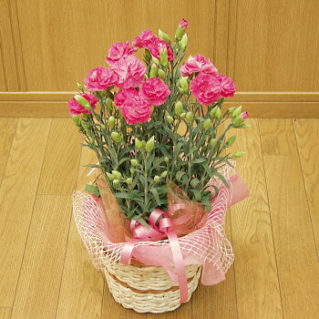 　 ■商品サイズ■ 高さ　30 cm 幅　20 cm 奥行き　20 cm ■使用花材■ カーネーション　ピンク　 ■メッセージカード■　 母の日カードを無料でお付けします。 ■ラッピング■ 無料で致します。 画像のイメージで仕上げますが、ご...
