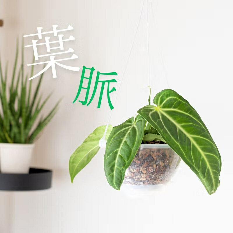 観葉植物を元気にする活力剤 お届け内容 アンスリウム・ビレオナルム×1 育て方ガイド サイズ目安 (1) 高さ17cm前後 (2) 鉢直径9cm鉢高さ10.5cm 鉢は生産用プラ鉢です。傷や汚れがあります。 根が回っているので、植替えをおす...