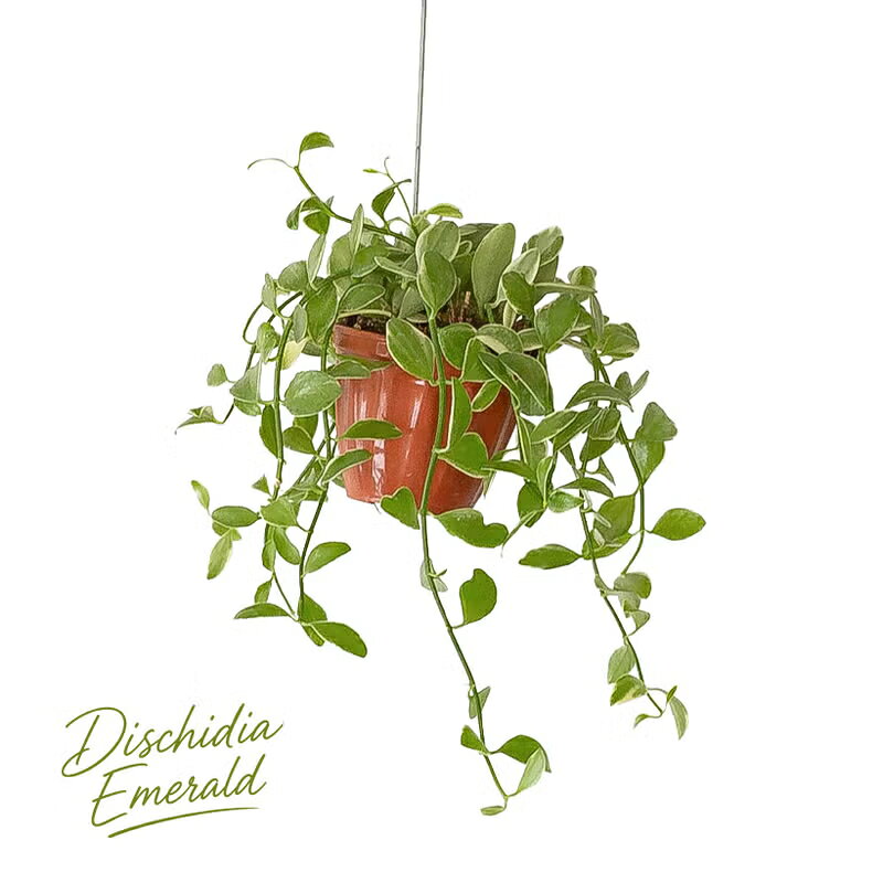 観葉植物を元気にする活力剤 斑入りディスキディアの中でも育てやすく、人気が高いのが「エメラルド」。海外のお土産屋さんに売ってそうな、面白い仕立て。この小ささ、手軽感。なかなか売ってないですよ！ この商品は海外に太いパイプを持つ園芸農家、堀さ...