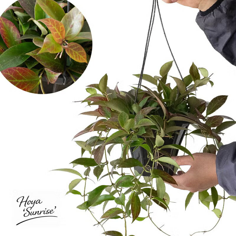 観葉植物を元気にする活力剤 お届け内容 ホヤ・サンライズHoya Sunrise 育て方ガイド サイズ目安 (1) 全体高さ42cm※吊り具の部分を含む (2) 鉢の直径15cm 鉢の高さ12cm 吊り具は、取外し可能です。鉢自体には排水穴...