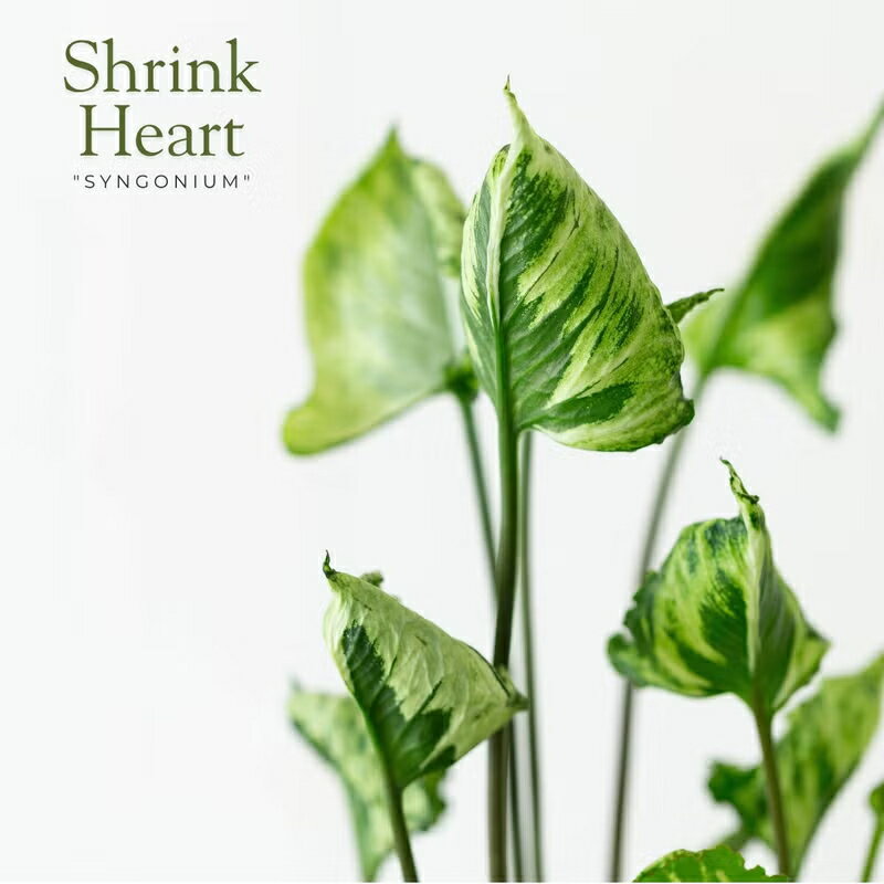 観葉植物を元気にする活力剤 お届け内容 シンゴニウム・シュリンクハート Syngonium "Shrink Heart" 育て方ガイド サイズ目安 (1) 高さ27-32cm前後 (2) ポット直径9cmポット高さ7.5cm 鉢は生産用ビニ...