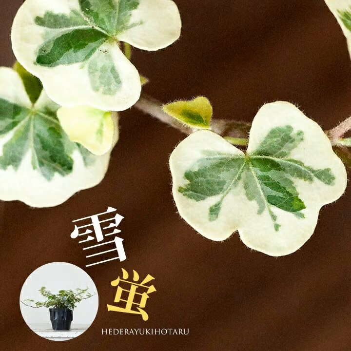 観葉植物を元気にする活力剤 お届け内容 ヘデラ「雪ほたる」×1 育て方ガイド サイズ目安 3号苗 ※3号とはポットの直径が9cmの鉢に植えられた植物をさします。 関連品・バリエーション ■■水を与える時、これがあると便利 ■■水を与えやすい...