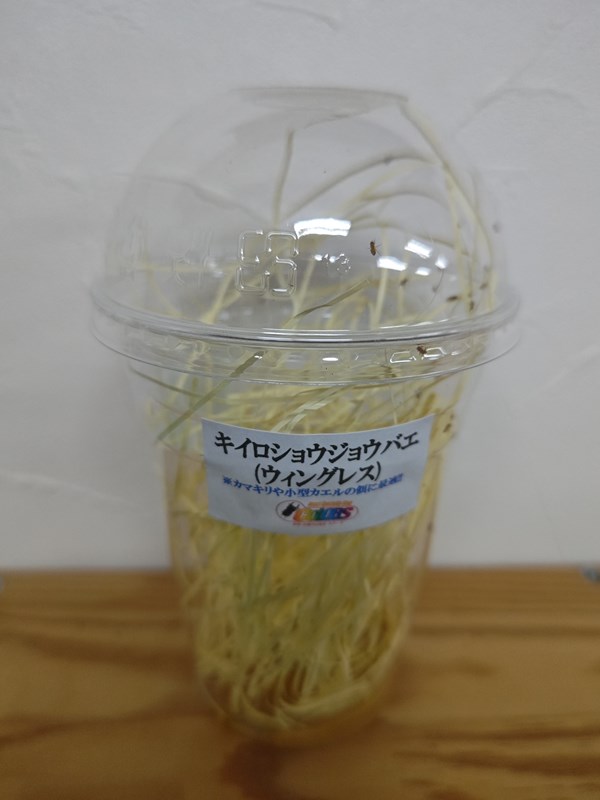 カマキリ・小型カエル・サラマンダー等の餌に最適です。飛ばないショウジョウバエ。（16ozプラカップ入り）