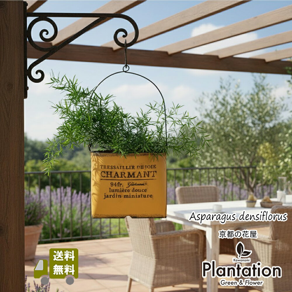 送料無料、立て札、メッセーカードも無料です。ギフトの場合ラッピング＆リボンは無料です。 （沖縄県及び一部離島へはお送り出来ません。） ※ご注文の翌日から3日以内に発送可能です。（但し、弊社の定休日にご注文を頂いた場合は、翌営業日から3日以内...