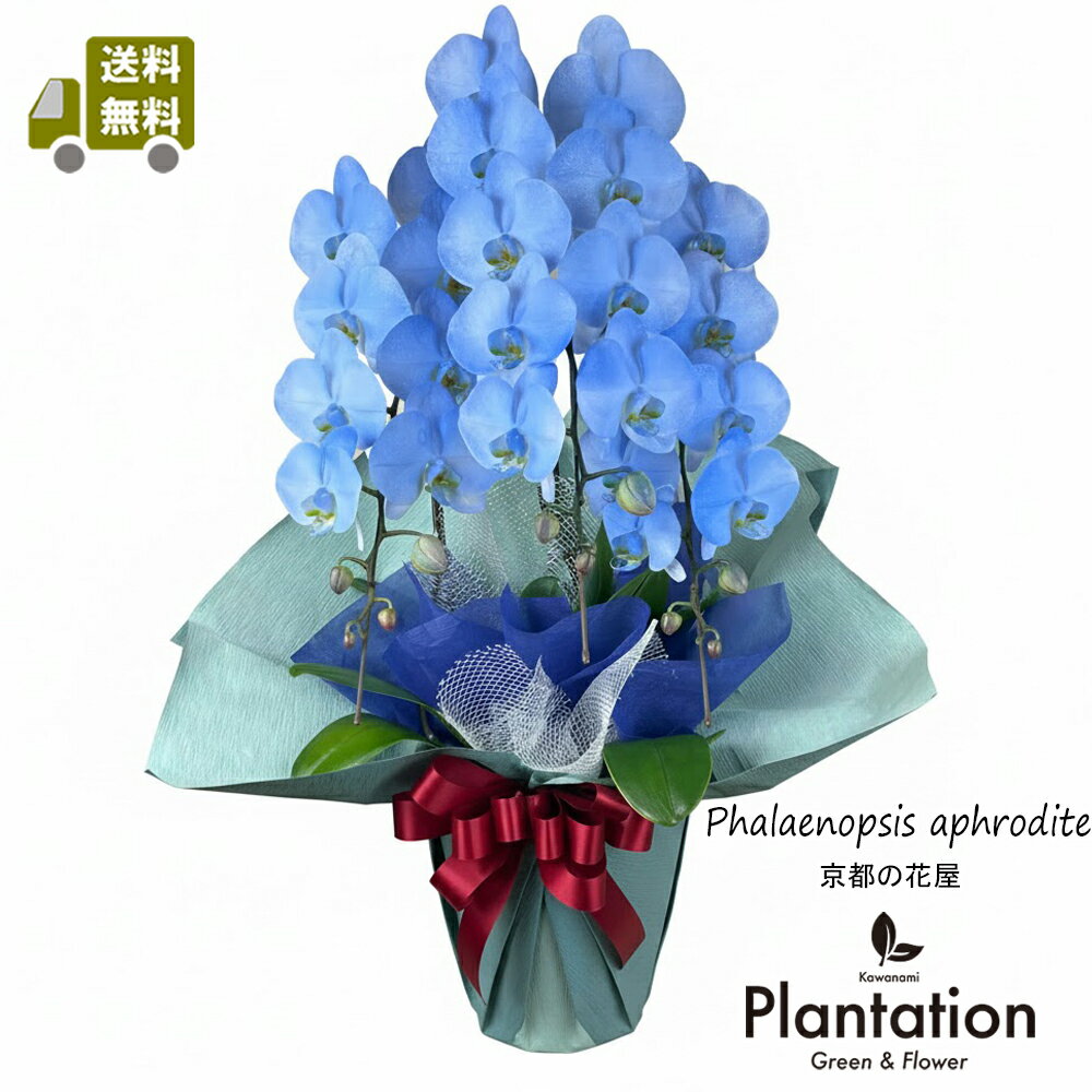 送料無料、ラッピング、立て札、メッセーカードも無料です。 （沖縄県及び一部の離島にはお届けが出来ません。） ※ご注文の翌日から6日以内に発送可能です。（但し、弊社の定休日にご注文を頂いた場合は、翌営業日から6日以内の発送となります。） ※弊...