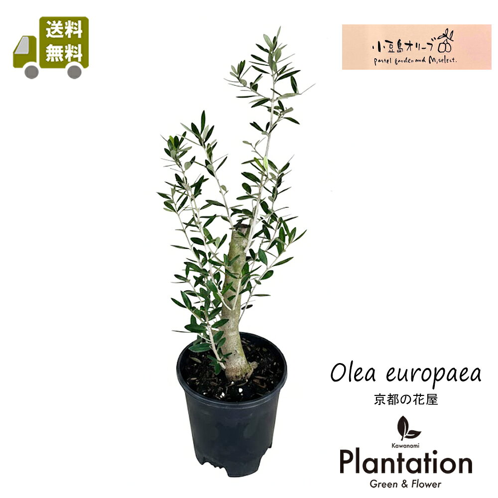 送料無料、立て札、メッセーカードも無料です。ギフトの場合ラッピング＆リボンは無料です。 但し、沖縄県及び一部離島へはお送り出来ません。 ※ご注文の翌日から2日以内に発送可能です。（但し、弊社の定休日にご注文を頂いた場合は、翌営業日から2日以...