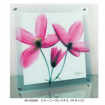 　ギフト対応について　楽天国際配送対象店舗 （海外配送）　Rakuten International Shipping&nbsp;X RAY ガラス アート ジャーニー クレマチス Mサイズ XR-05006レントゲンモチーフが美しいモダン...