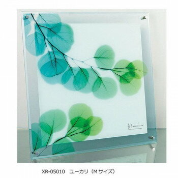 　ギフト対応について　楽天国際配送対象店舗 （海外配送）　Rakuten International Shipping&nbsp;X RAY ガラス アート ユーカリ Mサイズ XR-05010レントゲンモチーフが美しいモダンガラスアート♪...