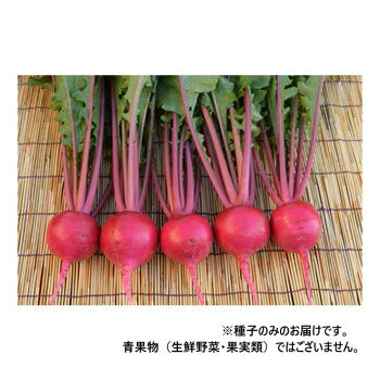 &nbsp;小林種苗 カブ種子 赤茎あかくら2号 5453 小袋(2ml)根部、葉軸とも鮮紅色の豊扁円球!【小林種苗 カブ種子 赤茎あかくら2号 5453 小袋(2ml)】 fk094igrjs 根部の肌は全面美しい鮮紅色で、葉軸も赤く染ま...