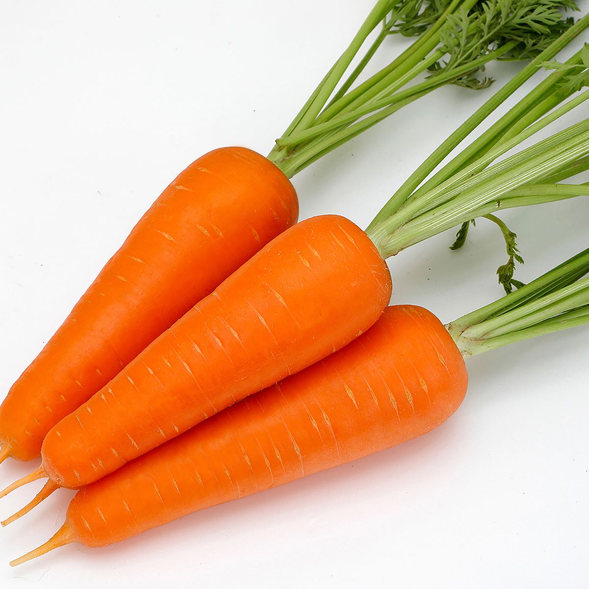 ※こちらは種子になります※メーカーより直送品となります。メーカー発注の際に欠品、今季終了の場合、出荷の遅れまたご注文の方をキャンセルさせていただく場合がございます。第四種便での発送のためお問い合わせ番号がなく追跡不可となります。商品はポスト...