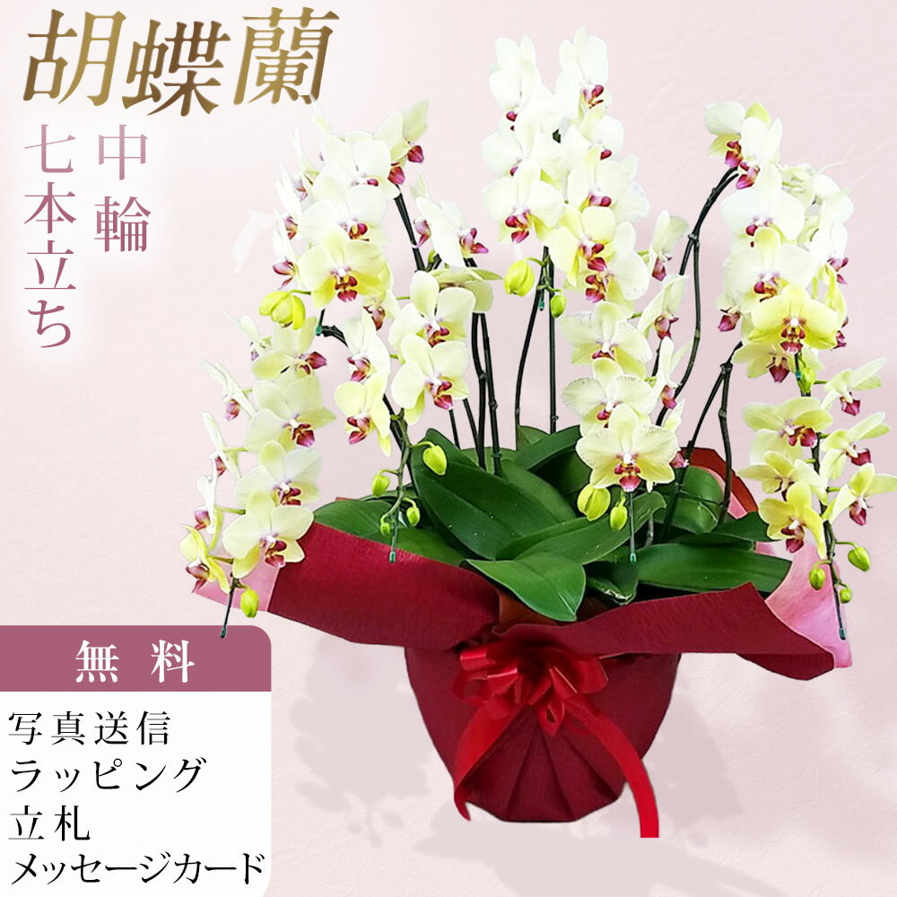 ■ゴールデンエイジ Phal. Golden Age "El Dorado" 交配親名 ： ホワイトドリーム　×　サラ・フランシス・プライデン 昔の黄色系品種は、花は小さく色合いも冴えないものでした。 そこでより大きくよ...