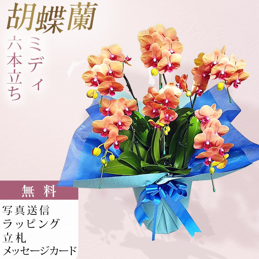 ■サーフソング Dtps. Surf Song 鮮明なオレンジ色がとびこんでくるサーフソング。 花弁があつくしっかりしており、花は丸みのある星形です。 夏の海辺で歌をうたいたくなるようなネーミングのとおり、 そばに置いておくだけで、元気をく...