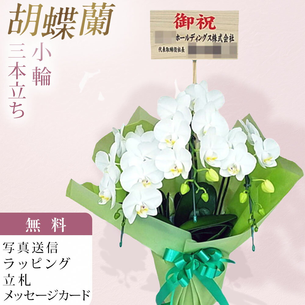 ■アマビリス Phal. amabilis 交配親名 ： 原種のため交配名なし 原産地では木の幹などについて咲く原種の白花、このアマビリスにはとても大きな秘密があります。 一般的によく知られている、大きな花を持つ胡蝶蘭の品種は、その昔に野生...