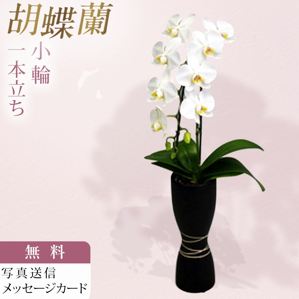 ■生産農園のご紹介 洋蘭の鉄人と言われる森田洋蘭園で生産された胡蝶蘭をお届け致します。 40年以上の歳月をかけ、数千もの胡蝶蘭を掛け合わせて育種を続けた現在、数多くのオリジナル品種を生み出し、国内外で高い評価を得ています。高品質かつ少量多品...