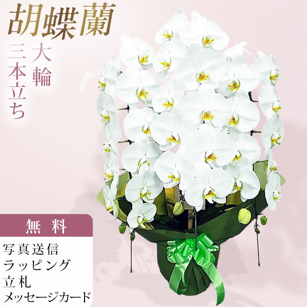 ■大輪 白 胡蝶蘭 白い胡蝶蘭は、上品で華やかな印象から、贈り物として広く選ばれている定番のフラワーです。 誰にでも好まれる「白」だからこそ、シーンを問わず安心してお贈りいただけます。 胡蝶蘭は一見似て見えますが、よく見るとひとつひとつに違...
