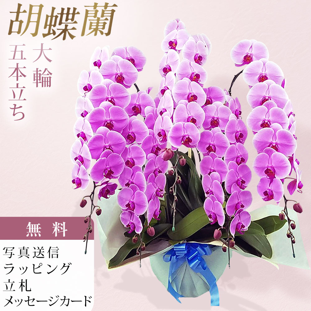 ■大輪 ピンク 胡蝶蘭 ピンクの胡蝶蘭は、やさしく華やかな印象を持ち、お祝いの贈り物として人気の高いフラワーです。 女性への贈り物や、華やかさを演出したいお祝いの場面にも人気があります。 胡蝶蘭は一見似て見えますが、よく見るとひとつひとつに...