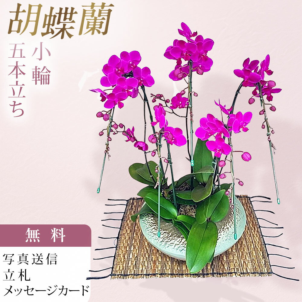 ■満天紅 深みのある鮮やかなピンクの花が美しく咲き誇り、空間をぱっと華やかに彩ります。 幸福や繁栄を象徴する紅色は、お祝いの贈り物にもぴったり。 花持ちも良く、美しい姿を長く楽しめます。 開店祝い・開業祝い・就任祝い・誕生日・記念日など、大...