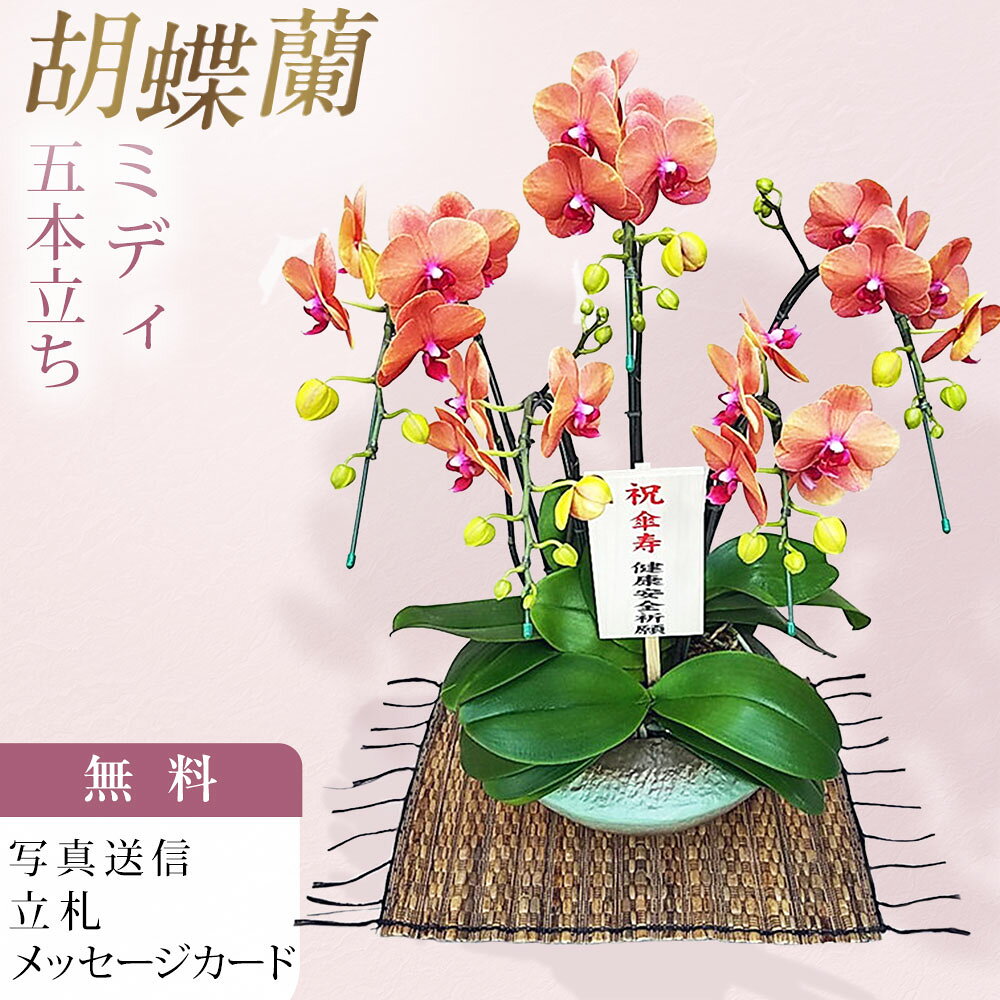 ■サーフソング Dtps. Surf Song 鮮明なオレンジ色がとびこんでくるサーフソング。 花弁があつくしっかりしており、花は丸みのある星形です。 夏の海辺で歌をうたいたくなるようなネーミングのとおり、 そばに置いておくだけで、元気をく...