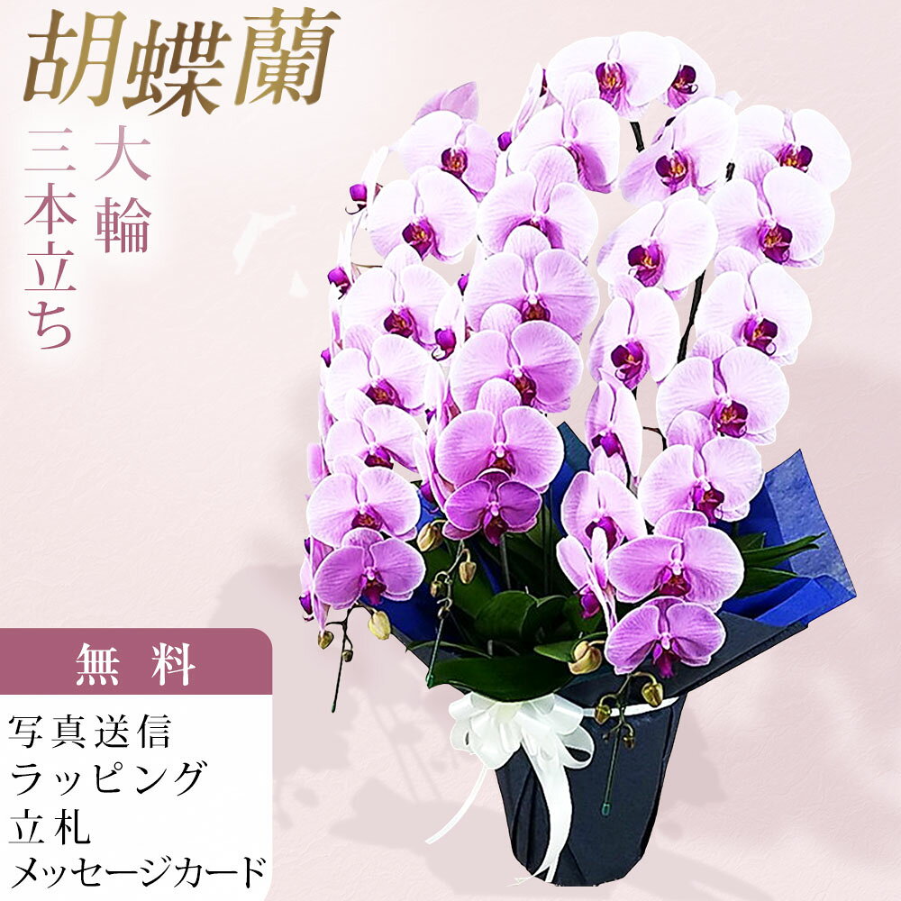 ■大輪 ピンク 胡蝶蘭 ピンクの胡蝶蘭は、やさしく華やかな印象を持ち、お祝いの贈り物として人気の高いフラワーです。 女性への贈り物や、華やかさを演出したいお祝いの場面にも人気があります。 胡蝶蘭は一見似て見えますが、よく見るとひとつひとつに...