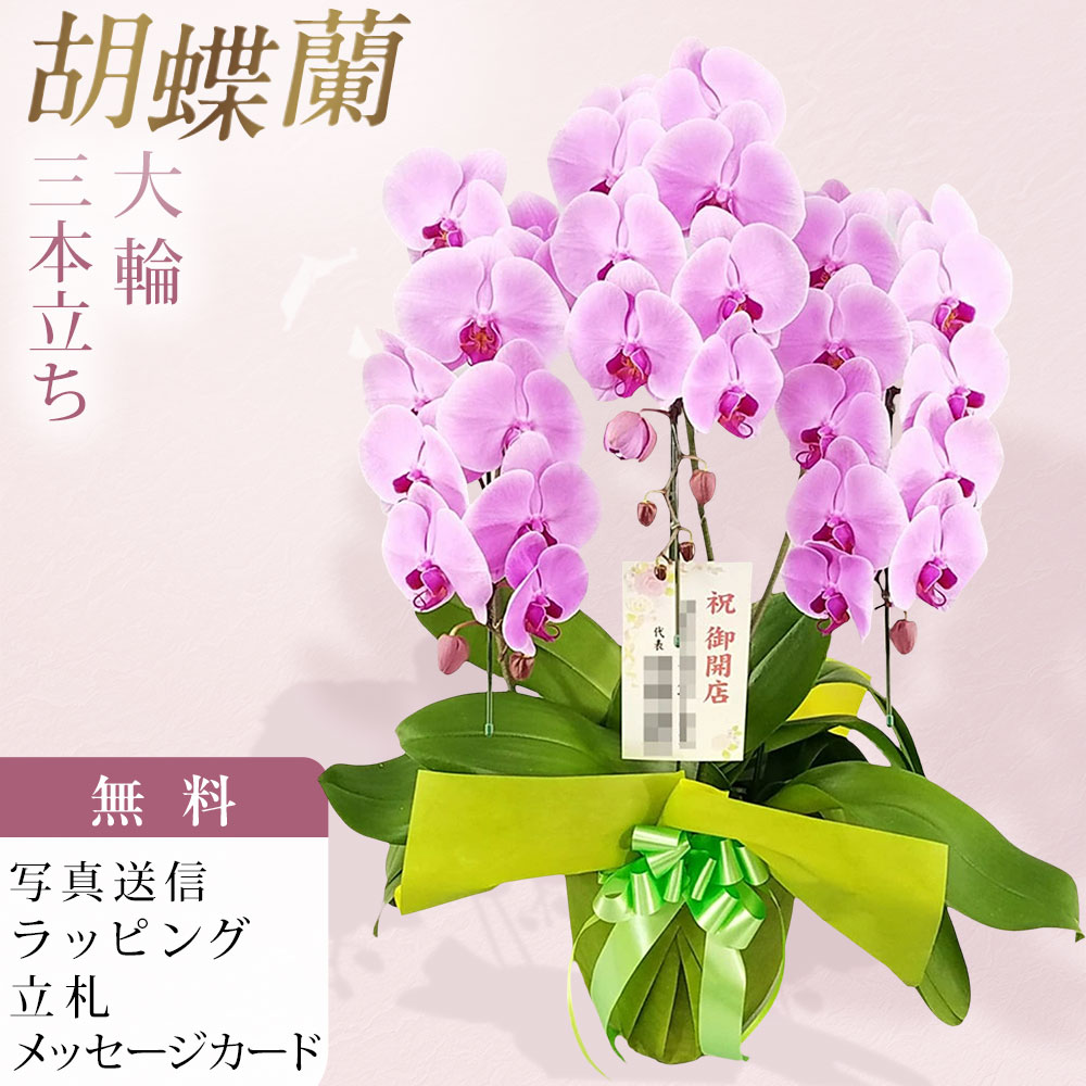 ■大輪 ピンク 胡蝶蘭 ピンクの胡蝶蘭は、やさしく華やかな印象を持ち、お祝いの贈り物として人気の高いフラワーです。 女性への贈り物や、華やかさを演出したいお祝いの場面にも人気があります。 胡蝶蘭は一見似て見えますが、よく見るとひとつひとつに...