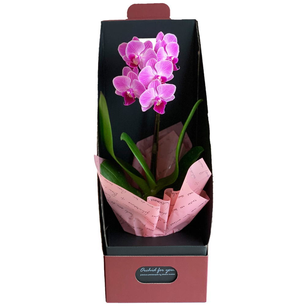 ■お届け日時 弊店営業日の15時迄にご注文を頂きましたら、翌々日出荷致します。 北海道、九州、沖縄地域へのお届けは、出荷してお届けする迄に2日以上掛かります。 ■立札、メッセージカード、ラッピング メッセージカードは無料。 ラッピング、立札...