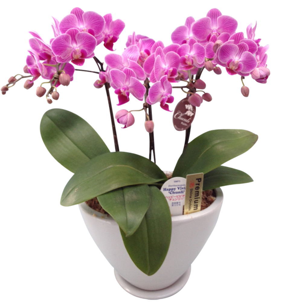 ■お届け日時 弊店営業日の15時迄にご注文を頂きましたら、翌々日出荷致します。 北海道、九州、沖縄地域へのお届けは、出荷してお届けする迄に2日以上掛かります。 ■立札、メッセージカード、ラッピング メッセージカードは無料。 ラッピング、立札...