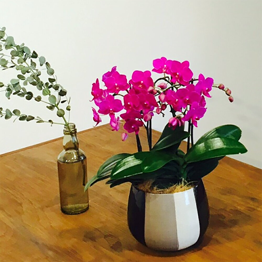 ■お届け日時 弊店営業日の15時迄にご注文を頂きましたら、翌々日出荷致します。 北海道、九州、沖縄地域へのお届けは、出荷してお届けする迄に2日以上掛かります。 ■立札、メッセージカード、ラッピング メッセージカードは無料。 ラッピング、立札...