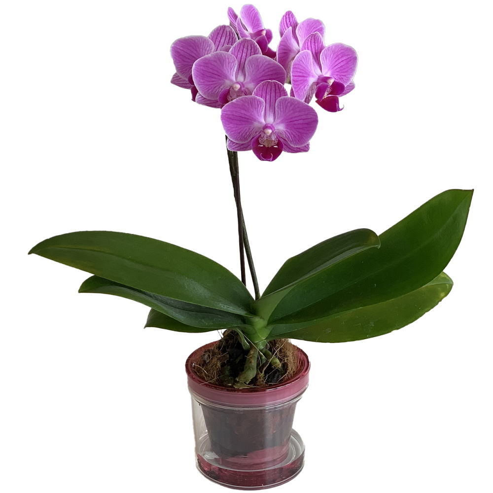 ■お届け日時 弊店営業日の15時迄にご注文を頂きましたら、翌々日出荷致します。 北海道、九州、沖縄地域へのお届けは、出荷してお届けする迄に2日以上掛かります。 ■立札、メッセージカード、ラッピング メッセージカードは無料。 ラッピング、立札...