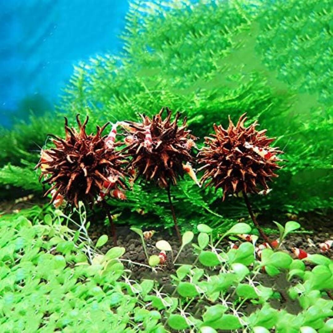 【特徴】 モミジバフウの実には有機酸のタンニンが多く含まれており、pH・GHの数値を緩やかに降下させる作用があります。 また、タンニンの殺菌作用でエロモナス菌などの悪玉菌の増殖を抑え水質環境を安定させます。 またシュリンプのおやつとしても最...