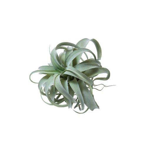 &nbsp;メーカー&nbsp;ポッシュリビング(Posh Living)&nbsp;商品カテゴリ&nbsp;フラワー・観葉植物＞造花&nbsp;発送目安&nbsp;1週間以内に発送予定&nbsp;お支払方法&nbsp;銀行振込・クレジット...