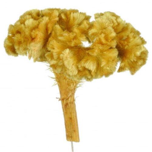 &nbsp;メーカー&nbsp;フラワート(Flowerart)&nbsp;商品カテゴリ&nbsp;ドライ・プリザーブドフラワー＞プリザーブドフラワー&nbsp;発送目安&nbsp;1週間以内に発送予定&nbsp;お支払方法&nbsp;銀行...