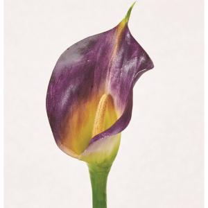 &nbsp;メーカー&nbsp;ASCA アスカ&nbsp;商品カテゴリ&nbsp;フラワー・観葉植物＞造花&nbsp;発送目安&nbsp;2日〜3日以内に発送予定（土日祝除）&nbsp;お支払方法&nbsp;銀行振込・クレジットカード&n...