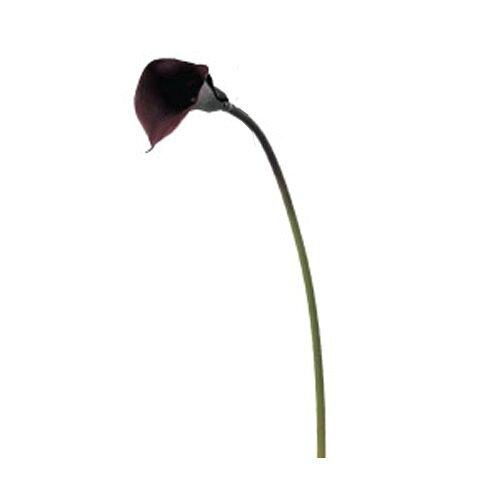 &nbsp;メーカー&nbsp;ASCA アスカ&nbsp;商品カテゴリ&nbsp;フラワー・観葉植物＞造花&nbsp;発送目安&nbsp;2日〜3日以内に発送予定（土日祝除）&nbsp;お支払方法&nbsp;銀行振込・クレジットカード&n...