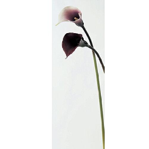 &nbsp;メーカー&nbsp;ASCA アスカ&nbsp;商品カテゴリ&nbsp;フラワー・観葉植物＞造花&nbsp;発送目安&nbsp;2日〜3日以内に発送予定（土日祝除）&nbsp;お支払方法&nbsp;銀行振込・クレジットカード&n...