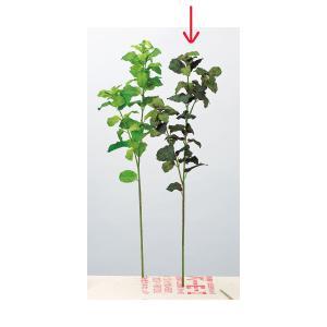 &nbsp;メーカー&nbsp;ASCA アスカ&nbsp;商品カテゴリ&nbsp;フラワー・観葉植物＞造花&nbsp;発送目安&nbsp;2日〜3日以内に発送予定（土日祝除）&nbsp;お支払方法&nbsp;銀行振込・クレジットカード&n...