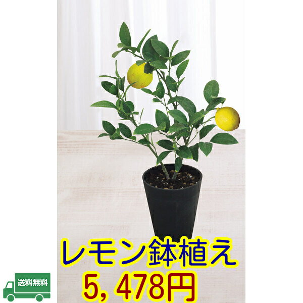 製品特徴 商品名 レモン鉢植え サイズ／寸法 内容 内容 ●レモン（5号プラスチック鉢）●お手入れのしおり付き　【ボール箱入】　 原産国 日本 ◎メッセージカードついてます ご注意事項 母の日のみ対応商品です　一部離島は送れない場合がありま...