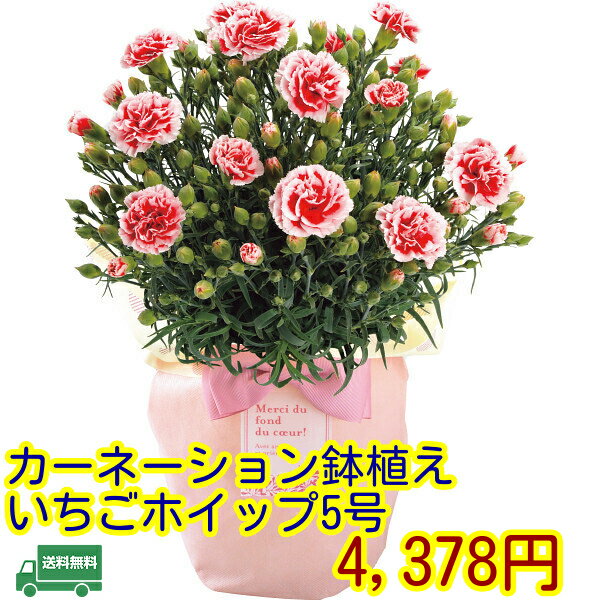 製品特徴 商品名 カーネーション鉢植え「いちごホイップ」5号 サイズ／寸法 ●現品約20×20×高さ40cm 内容 ●カーネーション（5号鉢）、不織布ラッピング●お手入れのしおり付　【ボール箱入】 原産国 日本 ご注意事項 母の日のみ対応商...
