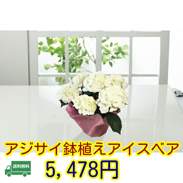 製品特徴 商品名 アジサイ鉢植え　アイスベア サイズ／寸法 ●現品約30×50cm 内容 材質 ●アジサイ（5号）●お手入れのしおり付　【ボール箱入】 原産国 日本 ◎メッセージカードついてます ご注意事項 母の日のみ対応商品です　一部離島...