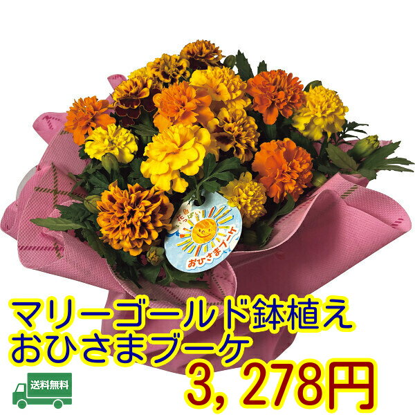 製品特徴 商品名 マリーゴールド鉢植え　おひさまブーケ サイズ／寸法 ●現品約13．5×13．5×高さ25cm 内容 ●マリーゴールド（4．5号）●お手入れのしおり付　【ボール箱入】 原産国 日本 ご注意事項 母の日のみ対応商品です　一部離...