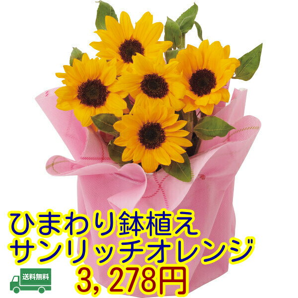 製品特徴 商品名 ひまわり鉢植え「サンリッチオレンジ」 サイズ／寸法 ●現品約13．5×13．5×高さ25cm 内容 ●ひまわり（4．5号）●お手入れのしおり付　【ボール箱入】 原産国 日本 ご注意事項 母の日のみ対応商品です　一部離島は送...