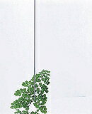 ■用途●標示板・広告板・照明器具・建築資材・ディスプレイ・ガラスの代用・機械カバーとして。■特長●プラスチックの中で一番優れた透明性を保有しています。ガラスより軽量で、同様の透明性と表面光沢があります。●穴あけ・切断・切削・彫刻・印刷等の機...