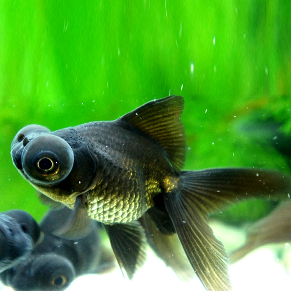 水槽　おしゃれ　生体　熱帯魚　らんちゅう貴族　ランチュウ　餌　薬琉金　オランダ獅子頭 飼育セット　卵　水草　ダルマメダカ　稚魚水槽セット　出目金　金魚　更紗　素赤　キャリコ　パンダ朱文金　浜錦　頂点眼　ピンポンパール　国産　産卵　養魚　養殖...
