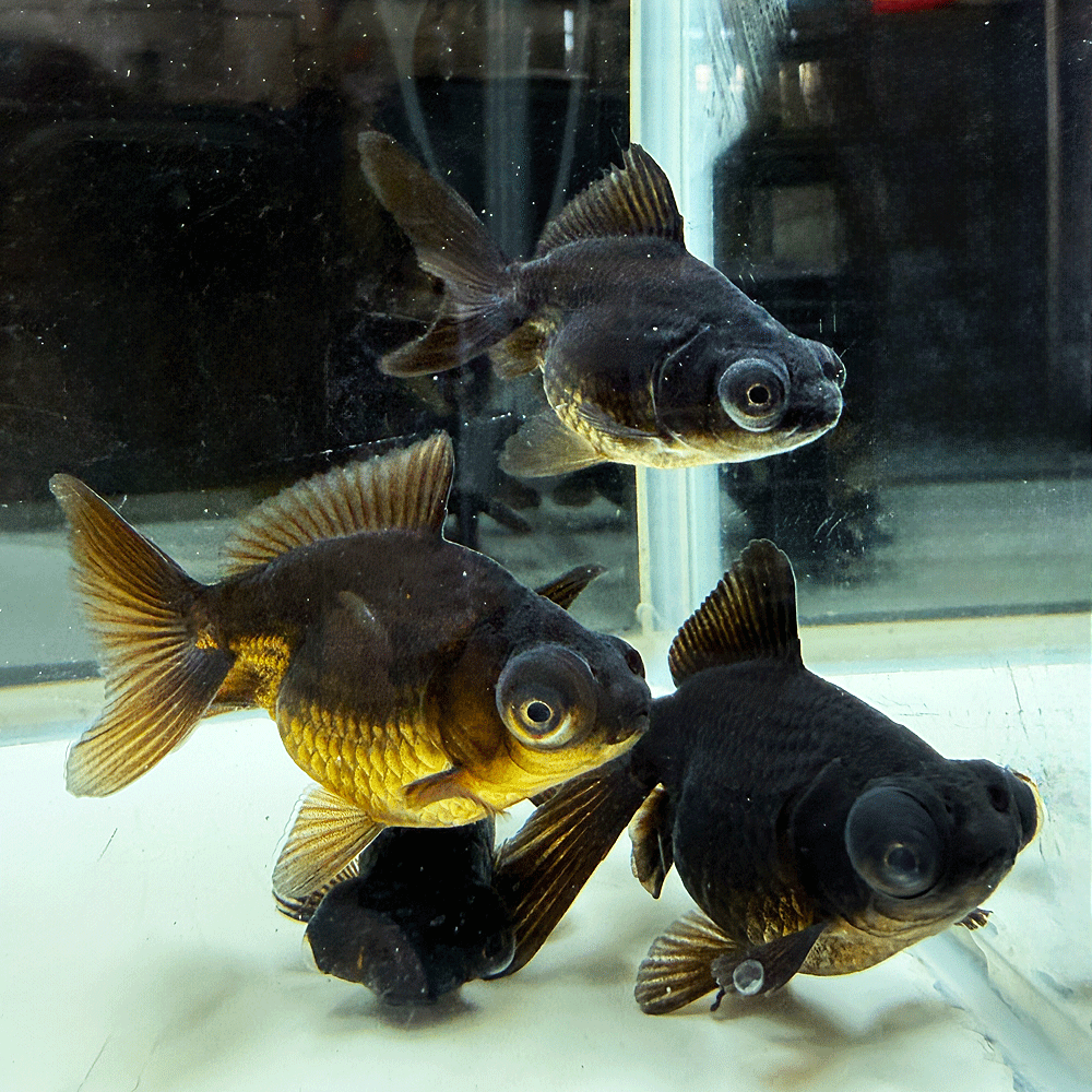 水槽　おしゃれ　生体　熱帯魚　らんちゅう貴族　ランチュウ　餌　薬琉金　オランダ獅子頭 飼育セット　卵　水草　ダルマメダカ　稚魚水槽セット　出目金　金魚　更紗　素赤　キャリコ　パンダ朱文金　浜錦　頂点眼　ピンポンパール　国産　産卵　養魚　養殖...