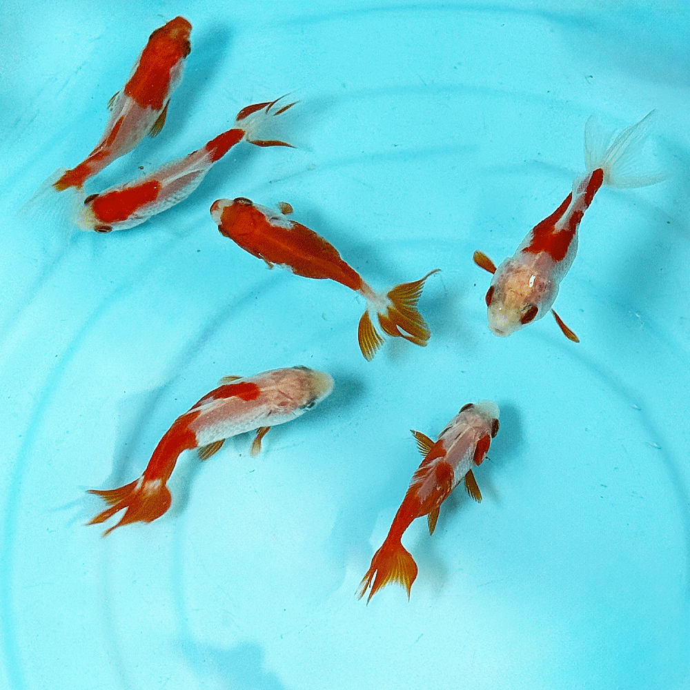 水槽　おしゃれ　生体　熱帯魚　らんちゅう貴族　ランチュウ　餌　薬琉金　オランダ獅子頭 飼育セット　卵　水草　ダルマメダカ　稚魚水槽セット　出目金　金魚　更紗　素赤　キャリコ　パンダ朱文金　浜錦　頂点眼　ピンポンパール　国産　産卵　養魚　養殖...