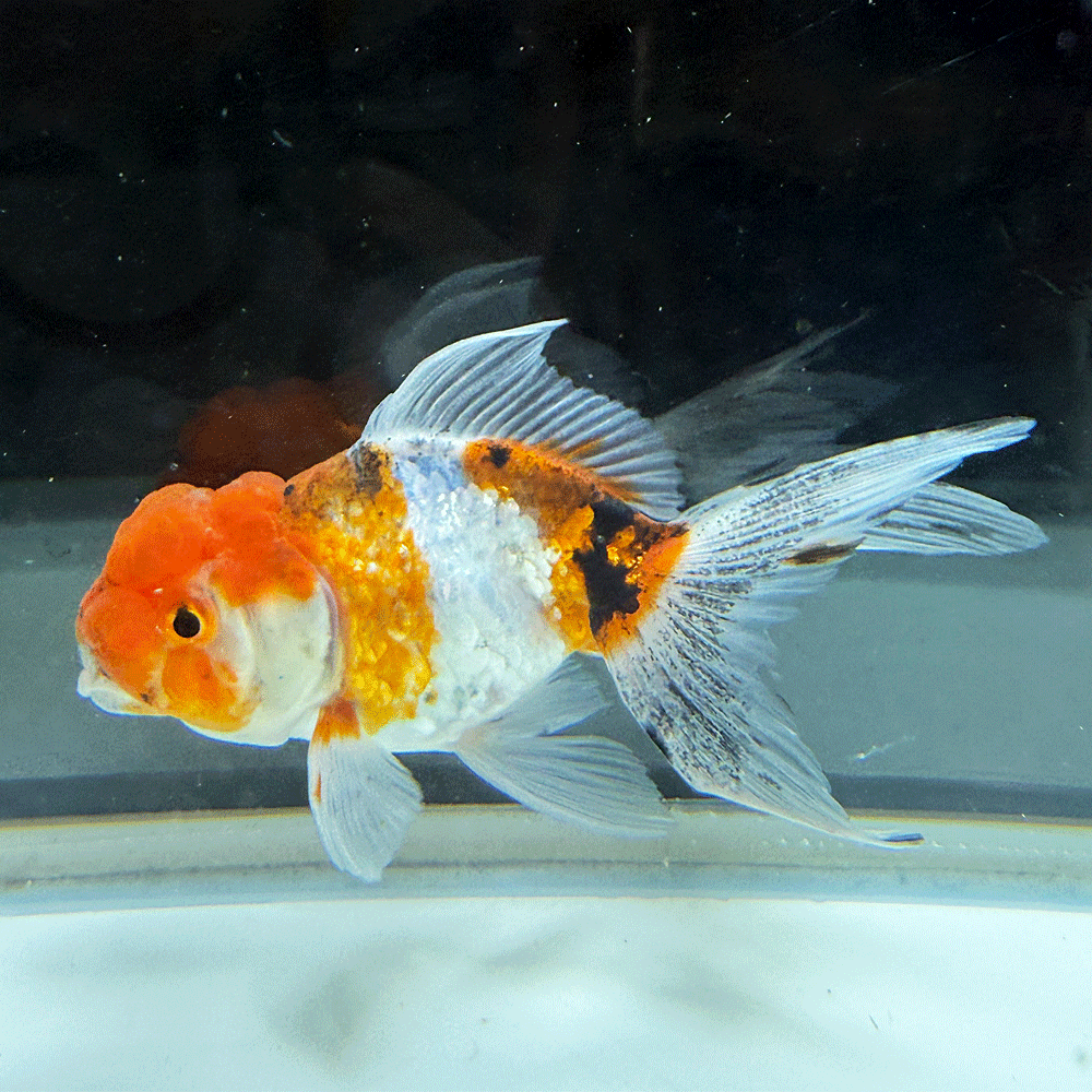 紅白 大正三色 昭和三色 丹頂 白写り 緋写り 浅黄 赤松葉 秋水 藍衣 葡萄衣 九紋竜 紅九紋竜 茶鯉 空鯉 山吹黄金 プラチナ ダイヤプラチナ 銀鱗茶鯉 銀鱗空鯉 銀鱗紅白 銀鱗昭和三色 銀鱗大正三色　銀鱗白写り 孔雀黄金 銀松葉 金昭...