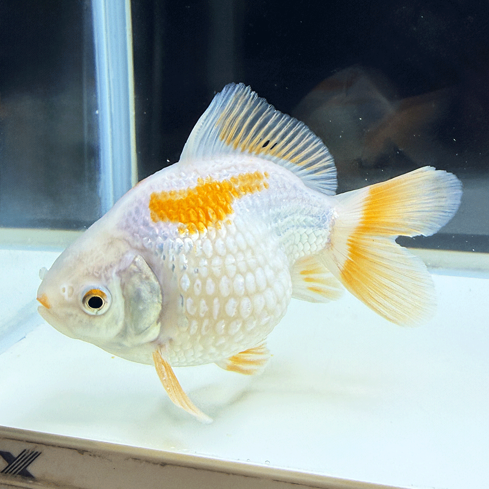 水槽　おしゃれ　生体　熱帯魚　らんちゅう貴族　ランチュウ　餌　薬琉金　オランダ獅子頭 飼育セット　卵　水草　ダルマメダカ　稚魚水槽セット　出目金　金魚　更紗　素赤　キャリコ　パンダ朱文金　浜錦　頂点眼　ピンポンパール　国産　産卵　養魚　養殖...